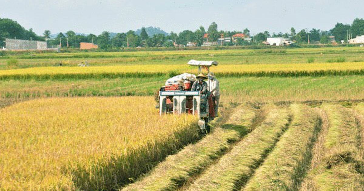 Phát triển sản xuất thương hiệu Lúa, gạo Cát Tiên